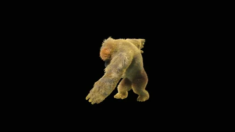Gorilla Dancing, with Alpha matte. | Stock Video | Pond5