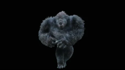 Gorilla Dancing, with Alpha matte. | Stock Video | Pond5