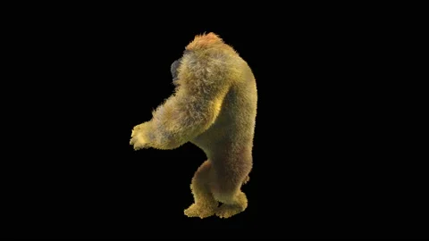 Gorilla Dancing, with Alpha matte. | Stock Video | Pond5