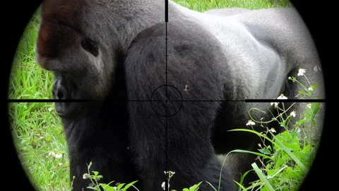 Gorilla in Gun Rifle Scope. Wildlife Hun... | Stock Video | Pond5
