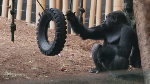 Gorilla holding a tire swing in a zoo en... | Stock Video | Pond5