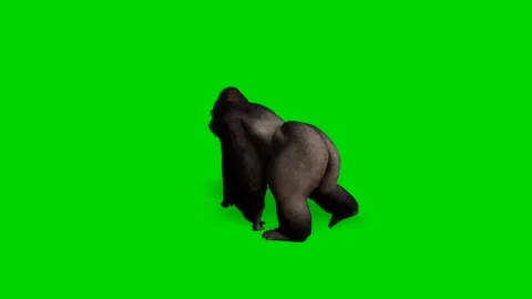 Monkey Green Screen Stock Footage ~ Royalty Free Stock Videos | Pond5
