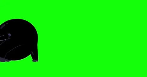 Gorilla walking green screen | Stock Video | Pond5
