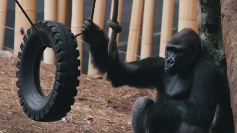 Gorilla in the zoo holding a tire swing | Stock Video | Pond5