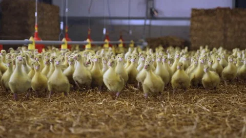 Crowd Running Towards Camera Stock Video Footage | Royalty Free Crowd ...