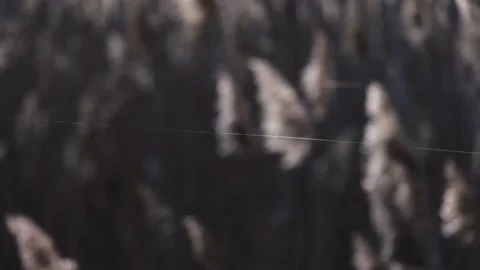 Gossamer threads floating in the air hig... | Stock Video | Pond5