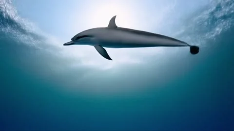 Graceful Dolphin Swimming Underwater in ... | Stock Video | Pond5
