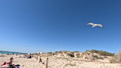 Graceful Flight: A White Bird Soaring Ab... | Stock Video | Pond5