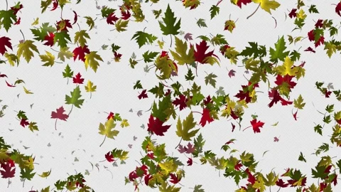 Graceful Leaves Flying Animation on Tran... | Stock Video | Pond5
