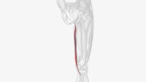 The gracilis muscle is the most superfic... | Stock Video | Pond5