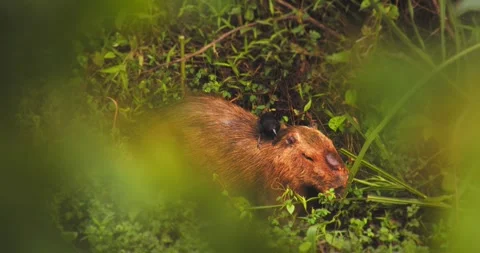 Ridding Big D Stock Videos – Royalty-Free HD & 4K Videos | Pond5