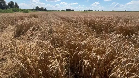 Might Be Mean Stock Videos – Royalty-Free HD & 4K Videos