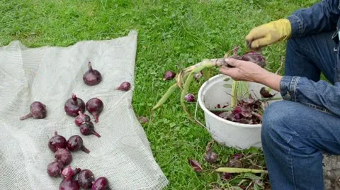 Red Onion Peel Stock Videos – Royalty-Free HD & 4K Videos | Pond5