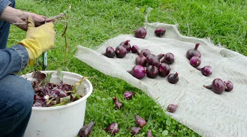Red Onion Peel Stock Videos – Royalty-Free HD & 4K Videos | Pond5