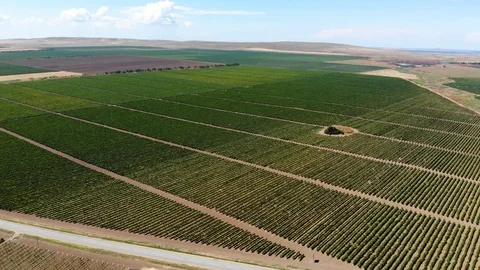 Grape orchards bird's-eye view. Vine row... | Stock Video | Pond5