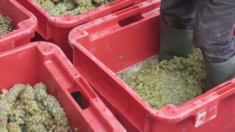 Grape stomp, part of the method of macer... | Stock Video | Pond5