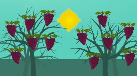 Grape Tree - Vector Animation - Photosyn... | Stock Video | Pond5