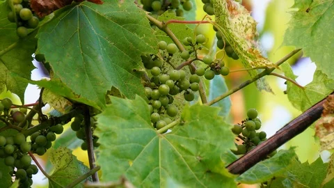 Wilting Grapes Stock Footage ~ Royalty Free Stock Videos | Pond5