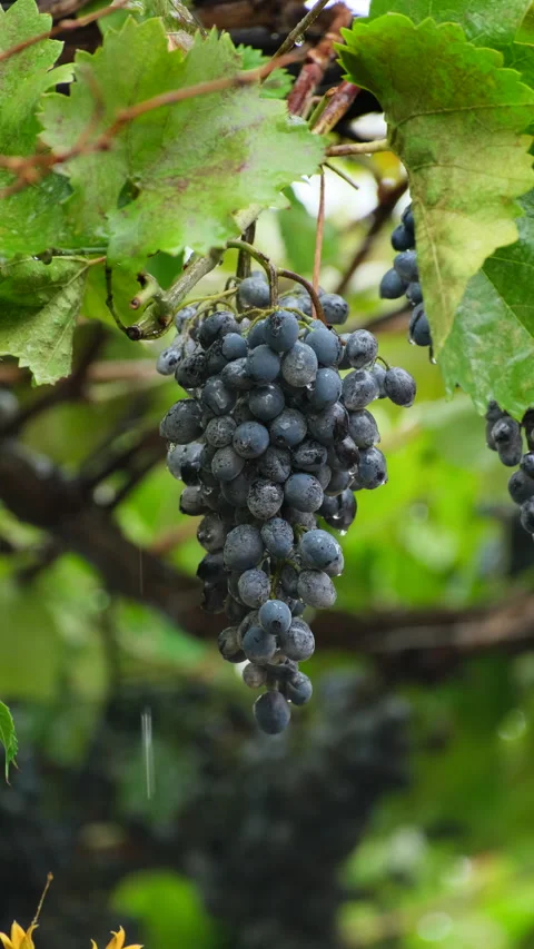 Graple Showers Stock Videos – Royalty-Free HD & 4K Videos | Pond5