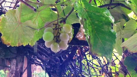 Grapevine, rain falling on a grapevine, ... | Stock Video | Pond5