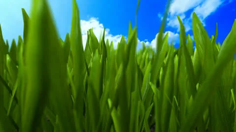 Grass Animation | Stock Video | Pond5