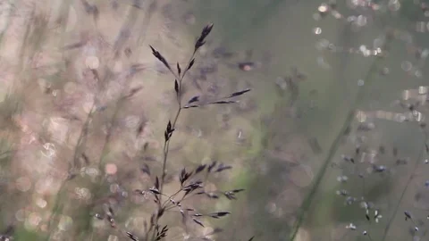 Grass in backlight with nature bokeh bac... | Stock Video | Pond5