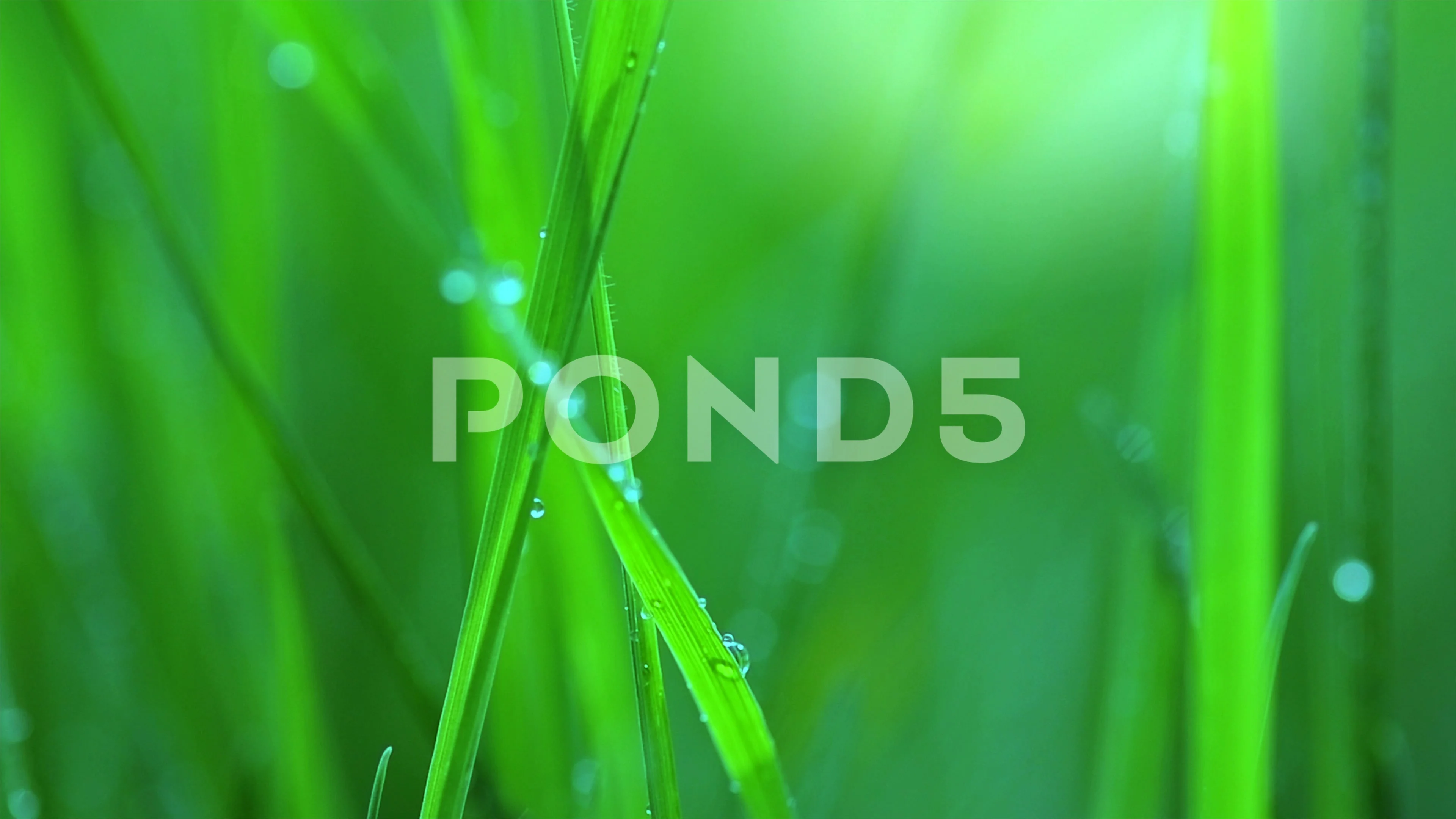 Grass With Dew Backgrounds