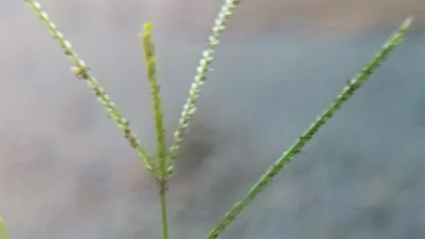 Grass Sway Texture Stock Videos – Royalty-Free HD & 4K Videos | Pond5