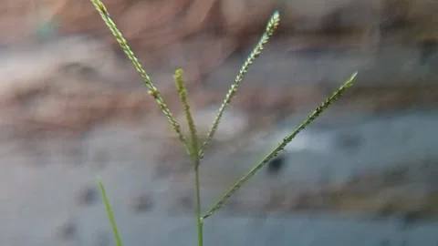 Grass Sway Texture Stock Videos – Royalty-Free HD & 4K Videos | Pond5