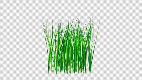 Growing Grass Animation Stock Footage ~ Royalty Free Stock Videos | Page 3