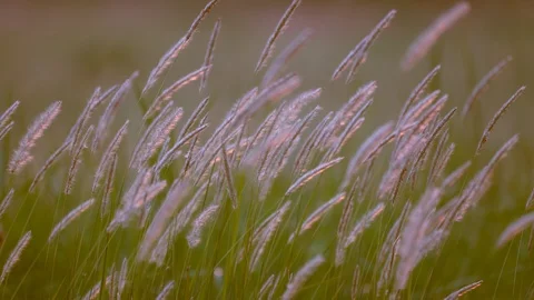 Grass motion on windy on large sun of su... | Stock Video | Pond5