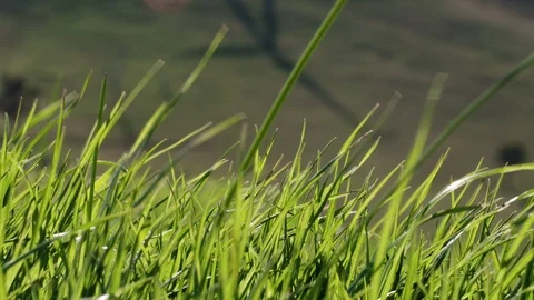 Grass moving in the wind with the shadow... | Stock Video | Pond5