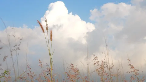 The grass is moving with the wind in sum... | Stock Video | Pond5