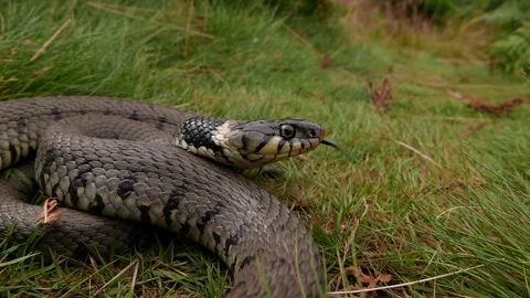 A Grass Snake, also known as the Barred ... | Stock Video | Pond5