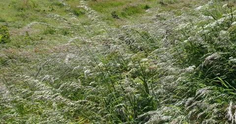 Grass In Wind Scotland Stock Videos – Royalty-Free HD & 4K Videos