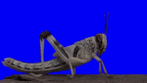 Grasshopper Acrididae. green screen effe... | Stock Video | Pond5