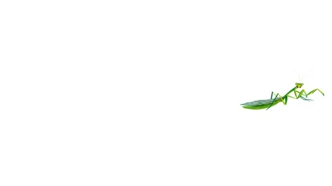 Grasshopper animation 2d animated backgr... | Stock Video | Pond5