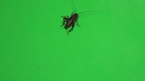 Grasshopper C on Green Screen Chroma Key... | Stock Video | Pond5