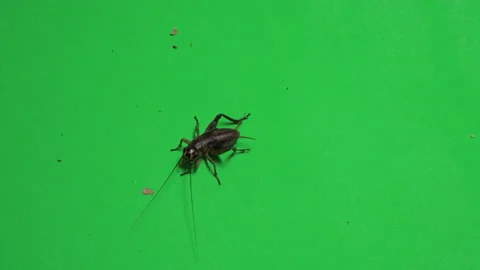 Grasshopper A on Green Screen Chroma Key... | Stock Video | Pond5