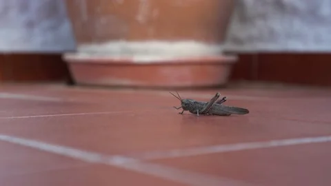 Locust Jump Stock Video Footage | Royalty Free Locust Jump Videos | Pond5