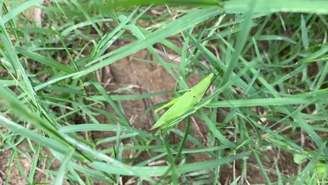 grasshopper moving in the green grass, g... | Stock Video | Pond5