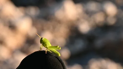 Grasshopper with the sea in the backgrou... | Stock Video | Pond5
