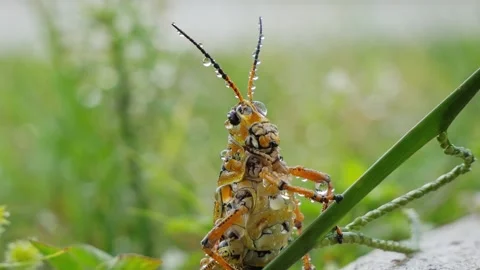 Grasshopper sits on the grass after the ... | Stock Video | Pond5