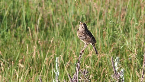 Song Bird Y Stock Videos – Royalty-Free HD & 4K Videos