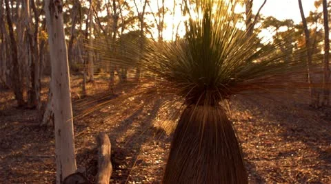 Grasstree (Balga tree) at sunrise in som... | Stock Video | Pond5