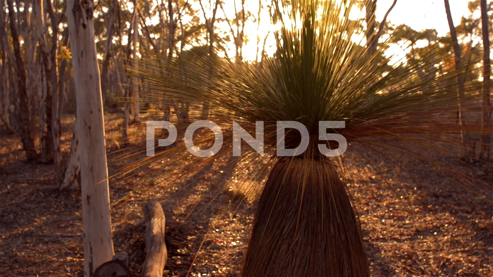 Video Grasstree Balga Tree At Sunrise In Some Australian Bush ~ 20494014