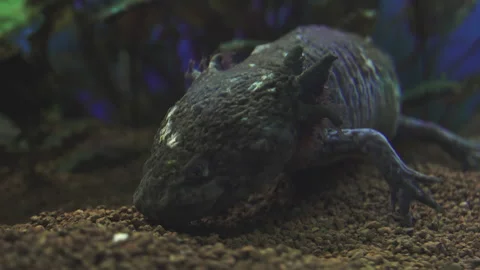 A gray axolotl takes small steps in a fl... | Stock Video | Pond5