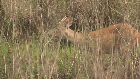 Gray Brocket Buck Male Deer Eating Brows... | Stock Video | Pond5
