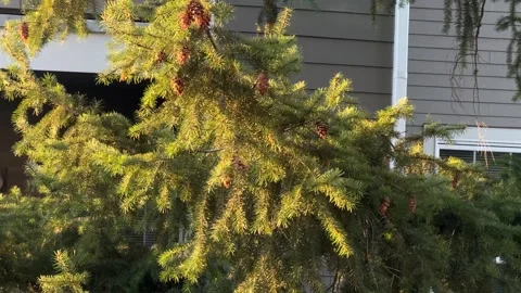 Spruce Building Stock Videos – Royalty-Free HD & 4K Videos | Pond5