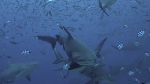 Bull Head Fish Stock Videos – Royalty-Free HD & 4K Videos